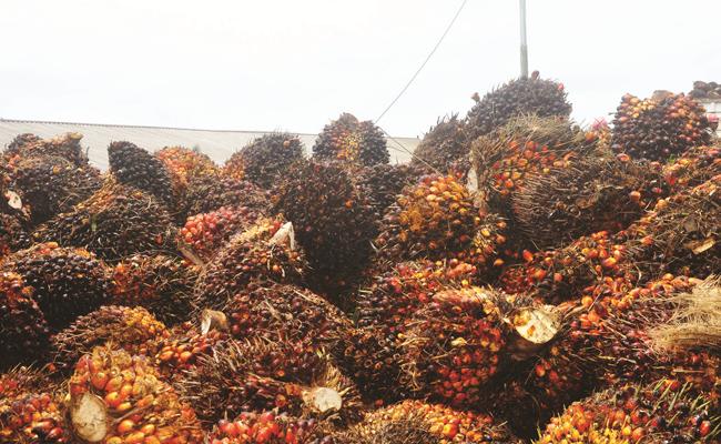 RAN Sawit Bakal Jadi Panduan Praktik Berkelanjutan