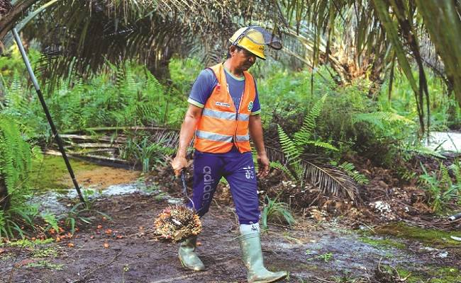 Kisah Para Pemanen Kelapa Sawit Cargill