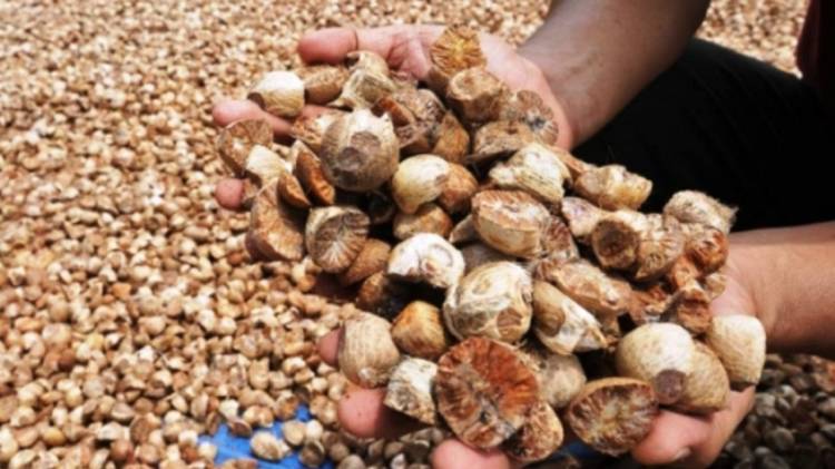 Pinang Kering di Riau Minggu Ini Dihargai Rp4.818 per Kg